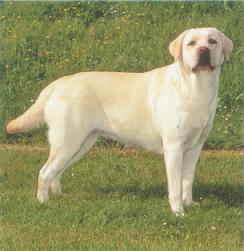 Labrador Retriever | Fotos E Curiosidades | PortalPower